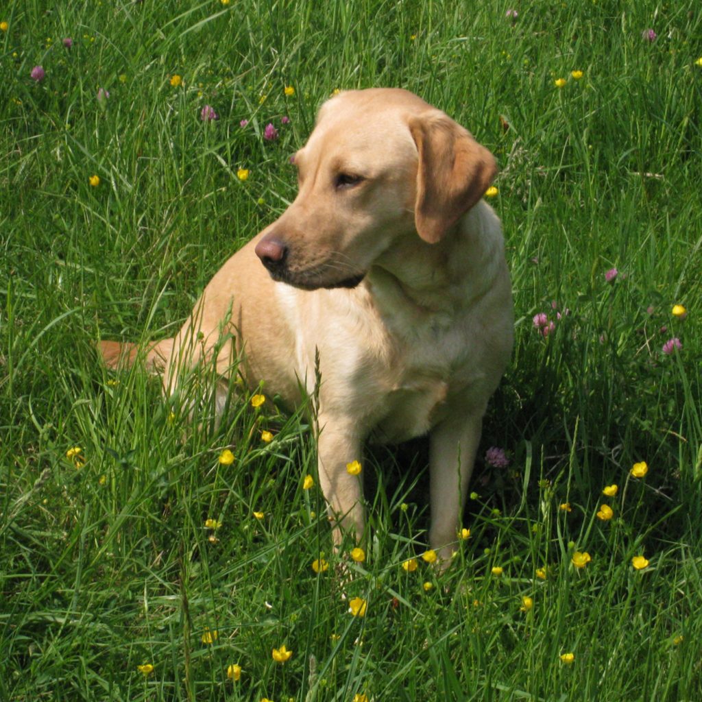 Broadreach Nature Mascots – Broadreach Nature