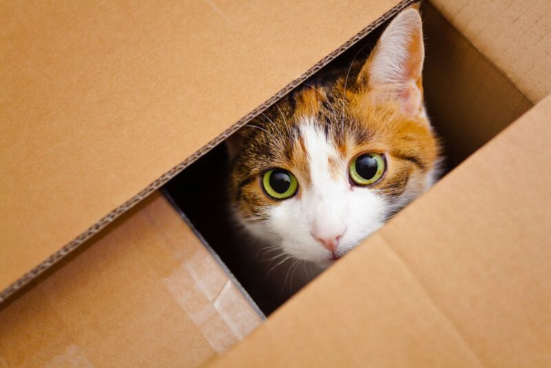 Help! My cat is lost – here are some steps to take to find them ...