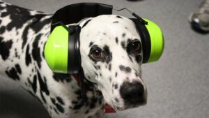 Noise Phobia in Dogs – Broadreach Nature