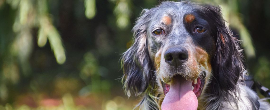 Natural Pet Supplements & Treats For Dogs & Cats | Broadreach Nature